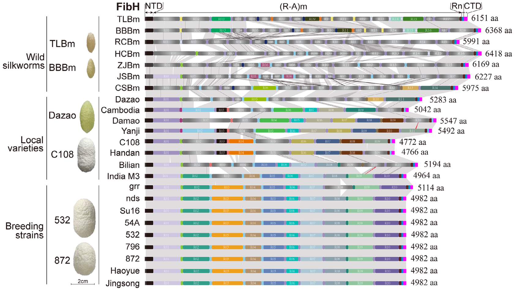 西南大学蚕丝科学与技术团队 通过CRISPR工具包揭示丝素重链FibH基因的驯化特征和功能-生物学研究中心